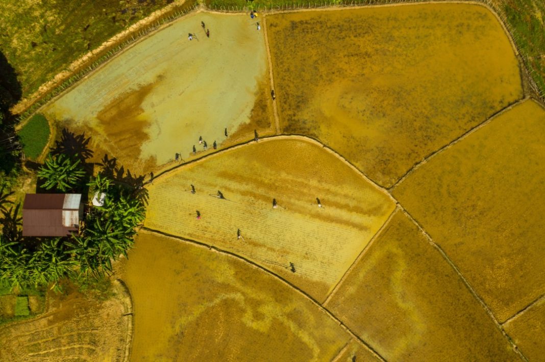 Project revives interest in rice farming - Yayasan Hasanah